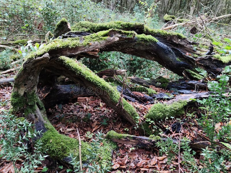 Forest Founding Tree Roots after Long Time Stock Image - Image of trunk ...