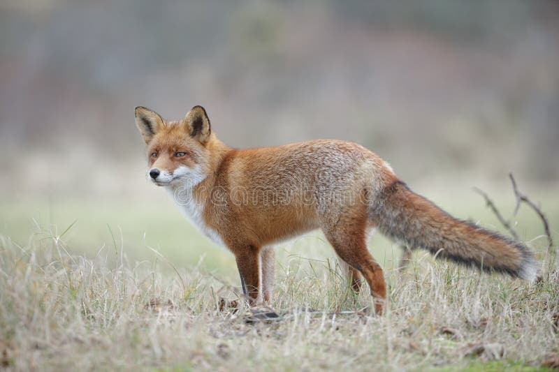 Forest fox stock photo. Image of green, canine, canidae - 49621512