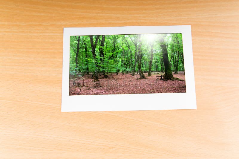 Forest on the frames stock image. Image of forest, lush - 20715339
