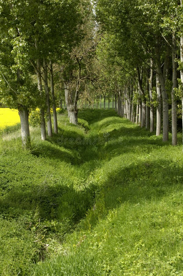 Forest in France stock image. Image of green, france - 219110715