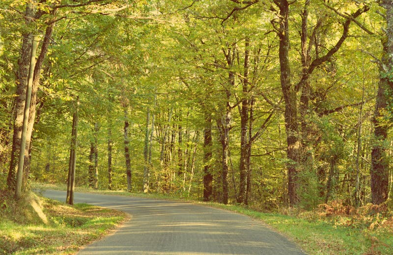 Forest in the French Countryside in the South-West Stock Image - Image ...