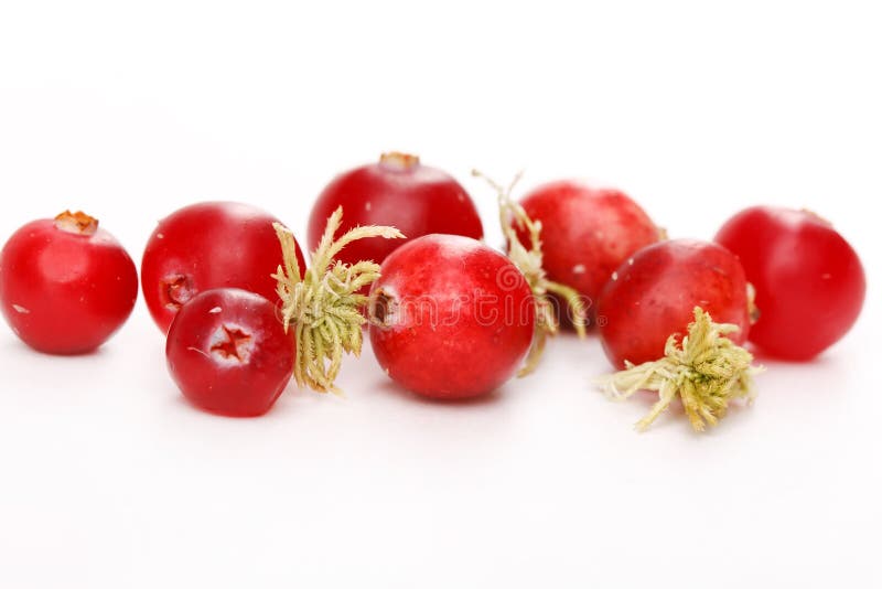 Forest Fresh Red Cranberries Stock Image - Image of health, produce ...
