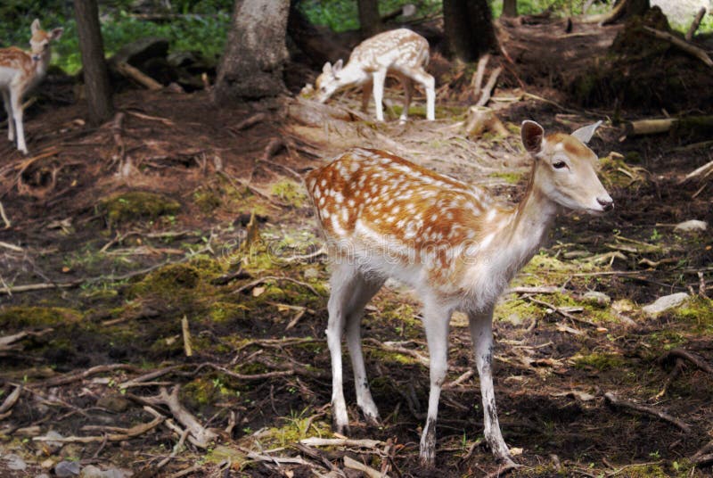 Forest Friendly Deer stock photo. Image of spots, white - 96763068