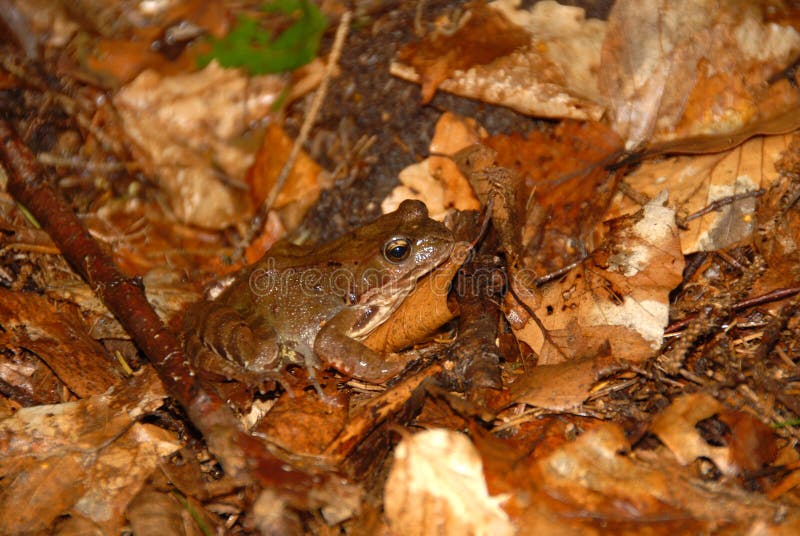 The forest frog stock image. Image of bushes, amphibian - 10419587