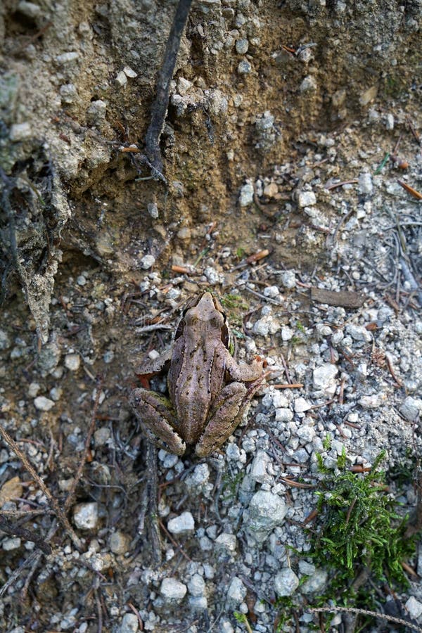 The Forest Frog Also Called Ice Frog Lives in the Forests in Bavaria ...
