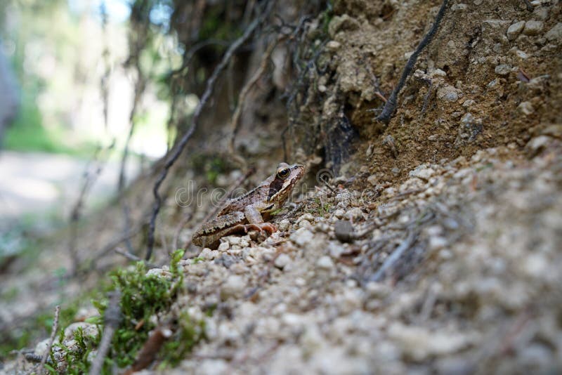 The Forest Frog Also Called Ice Frog Lives in the Forests in Bavaria ...