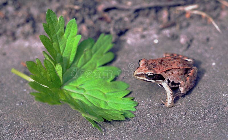 A Cane Toad, Rhinella Marina or Bufo Marinus, on a Lawn Stock Image ...
