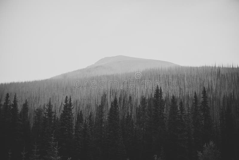 Forest in Front of Mountains Stock Image - Image of adventure, hike ...