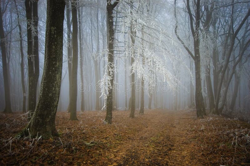 Forest with Frost on Branches and Fog in Late Autumn Stock Image ...