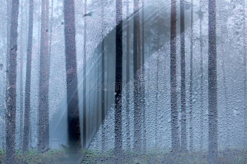 Forest and frosted glass stock photo. Image of winter - 271577624
