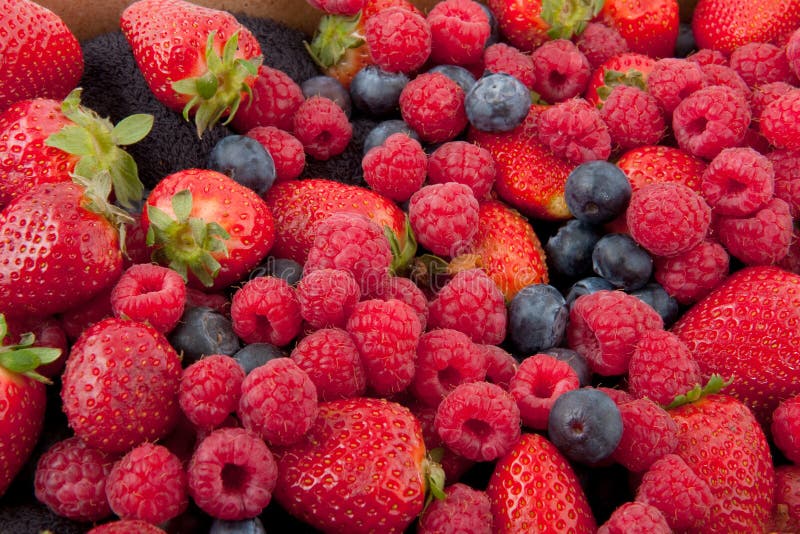 Forest Fruit stock photo. Image of blend, berry, rounded - 78254256