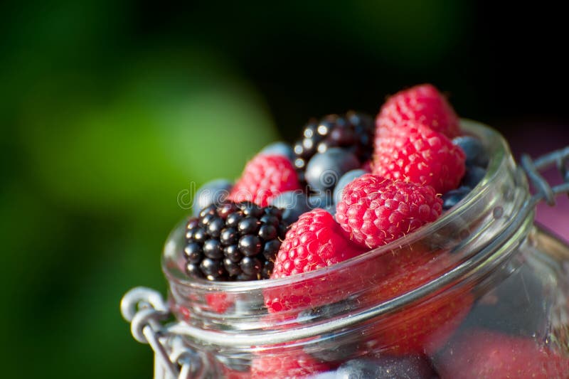 Forest fruit outdoor stock image. Image of filled, fruit - 10563007