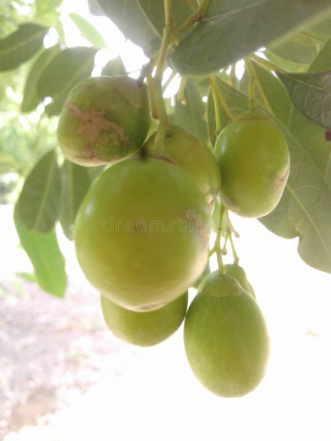 Forest fruit on tree stock photo. Image of food, herb - 199905630