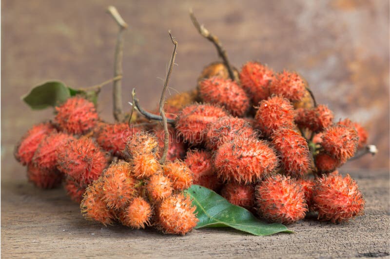 Herb Rare and Endangered Species in Thailand, Uvaria Rufa Blume Stock ...