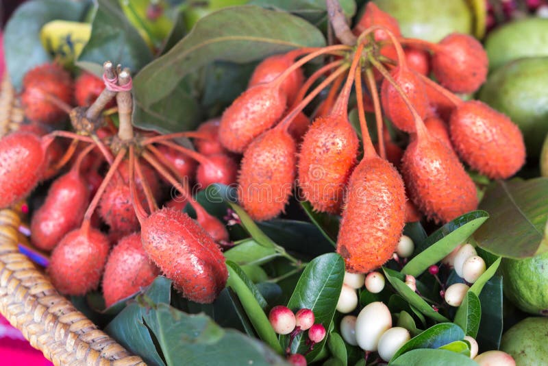 Forest Fruit, Uvaria Rufa Blume Fruit, Herb Rare and Endangered Stock ...