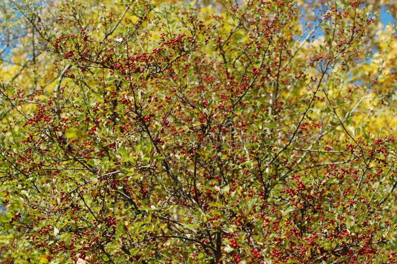 Forest fruits stock photo. Image of fruit, summer, wild - 13073634