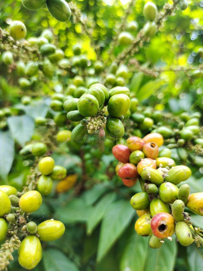 Forest Fruits, Sweet Fruits Stock Photo - Image of sweet, fruite: 275361174