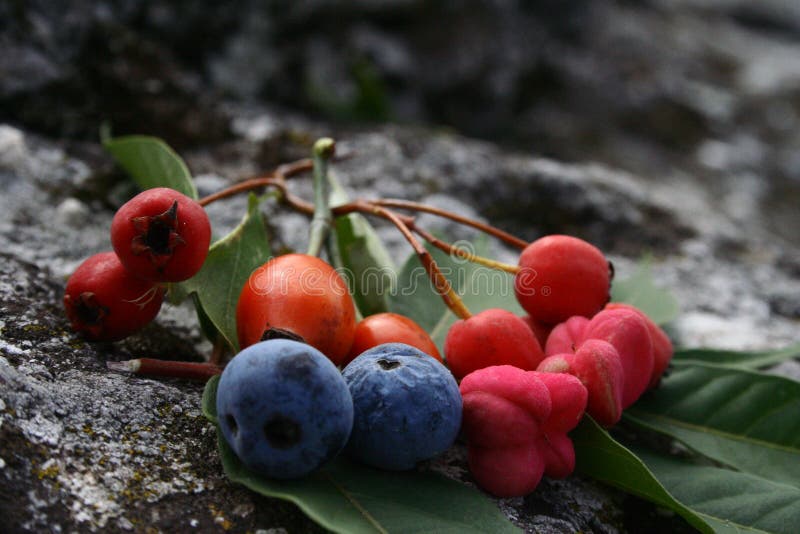 Forest fruits stock photo. Image of forest, autumn, apples - 128494082