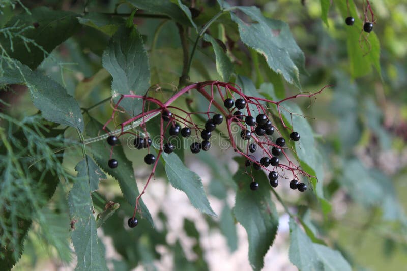 Venie Vessel Stock Photos - Free & Royalty-Free Stock Photos from ...