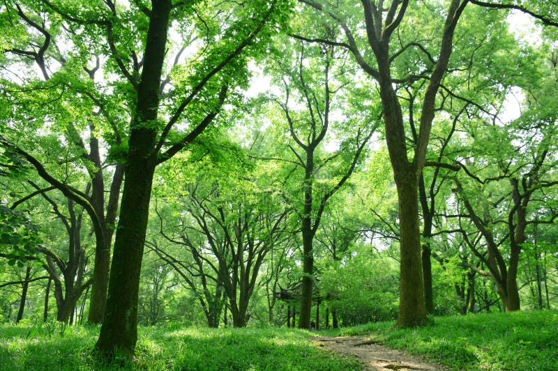 Forest Full of Big Trees, Green Background with Path and Grass Stock ...