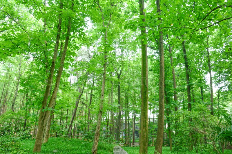 Forest Full of Big Trees, Green Background with Tree and Grass,path ...