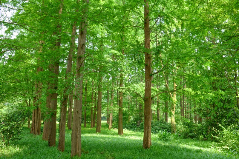 Forest Full of Big Trees, Green Background with Tree and Grass,sunshine ...