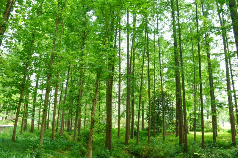 Forest Full of Big Trees, Green Background with Tree and Grass,sunshine ...