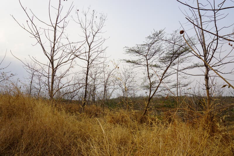 Forest Full of Bushes and Dry Trees Stock Photo - Image of field ...