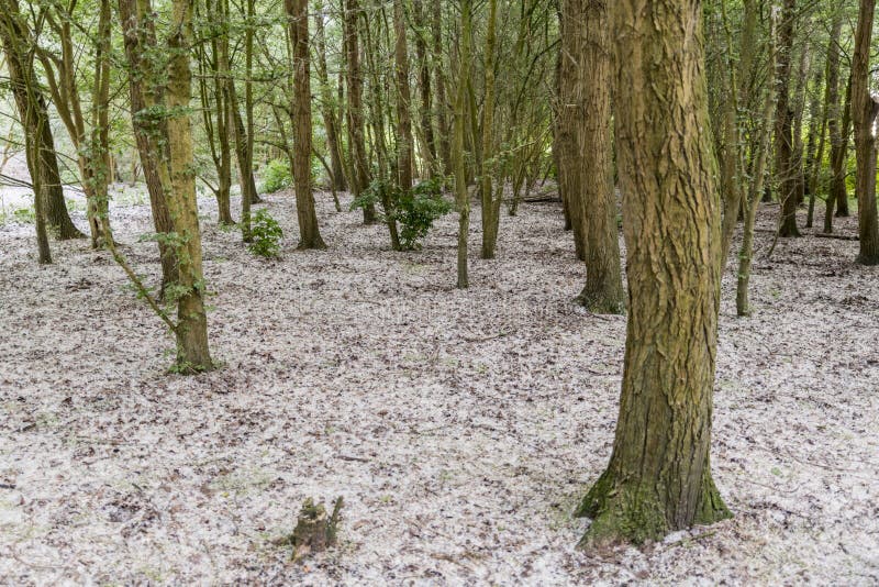 Forest Full of Fluff and Seeds of the Poplar Stock Photo - Image of ...
