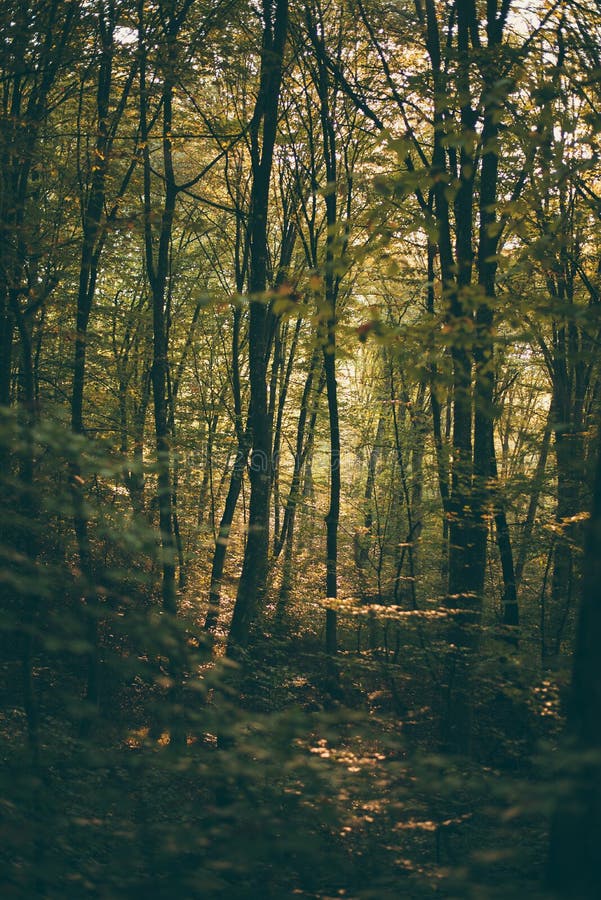 Forest Full of Greenery during a Late Summer Morning with Sunlight ...