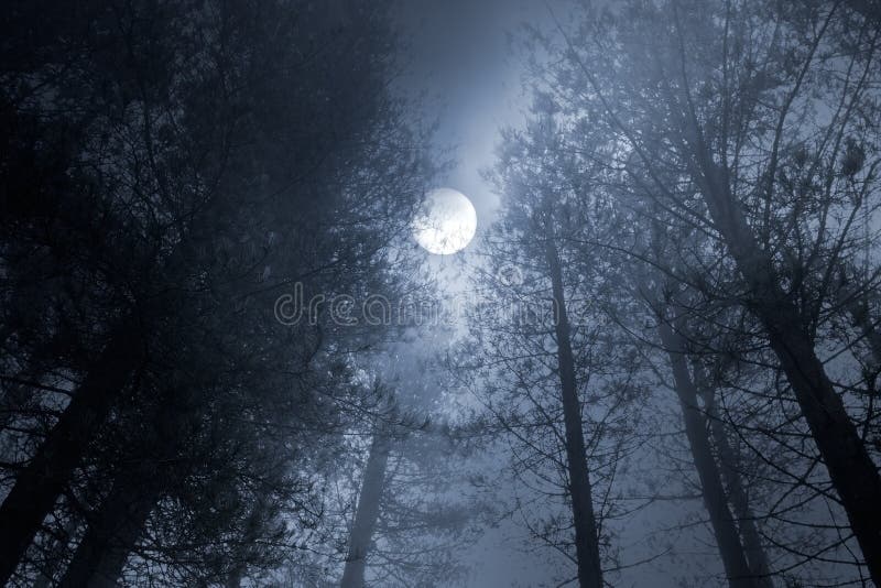 Blue forest stock image. Image of evil, light, black - 20492311