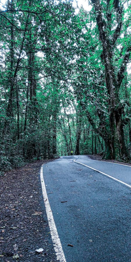 A forest full of peace stock photo. Image of morning - 218983252