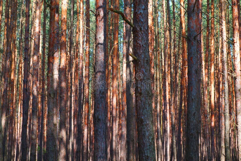 Forest full of pine trees stock image. Image of environment - 177803105