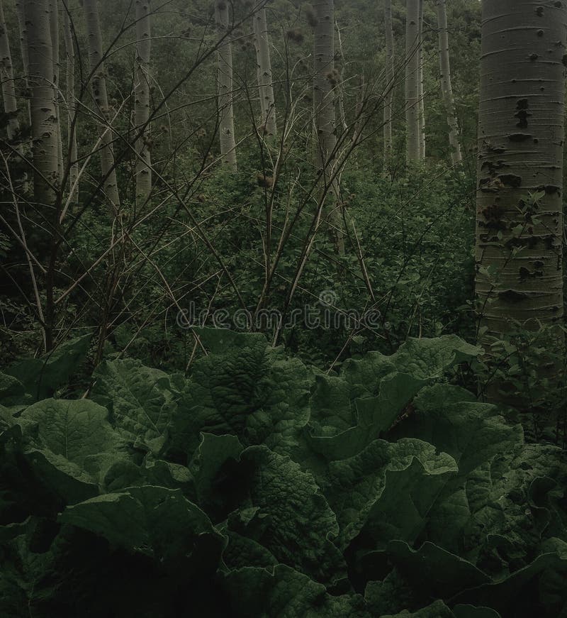 Forest Full of Plants and Trees Stock Photo - Image of exposure ...