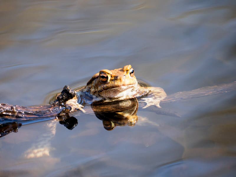 Common Toad during Mating Forest Pond Stock Image - Image of pond ...