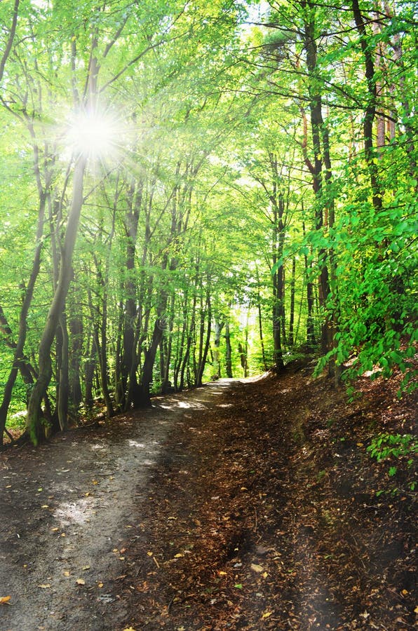 Forest in full sun stock image. Image of afternoon, beautiful - 256746883