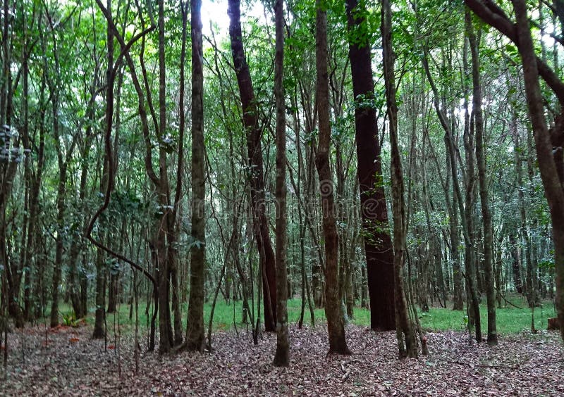 Forest Full of Trees Background Stock Photo - Image of plants, leaf ...