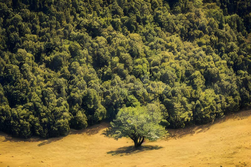 Forest Full of Trees on a Sunny Day Stock Image - Image of forest ...
