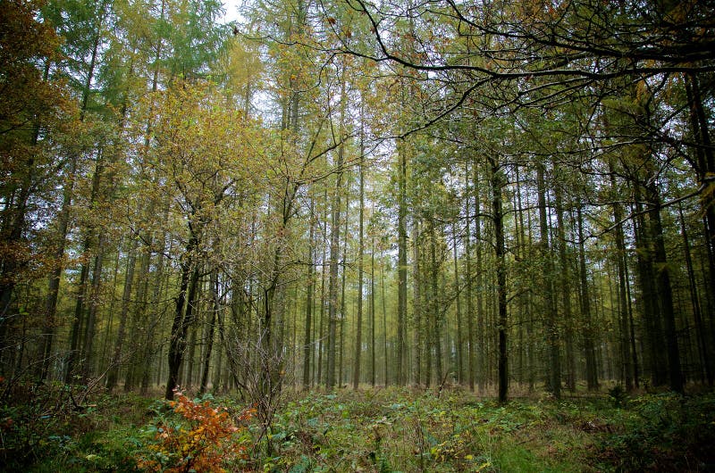 Forest Full of Trees Vignette Stock Image - Image of leaves, brown ...