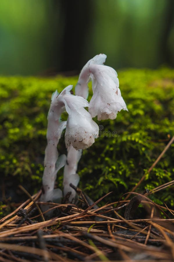 Forest Fungi on Moss and Tree Bar Stock Image - Image of animal, fungi ...