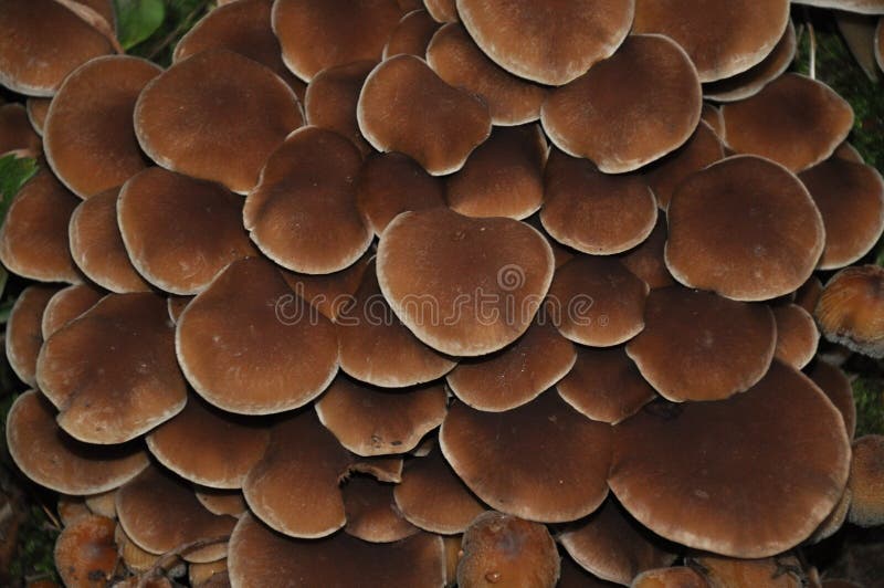 Forest fungi texture stock photo. Image of smooth, season - 102484726