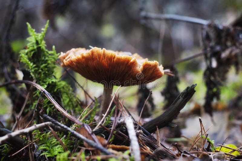 Forest Fungus stock image. Image of fresh, edible, outdoors - 81271187