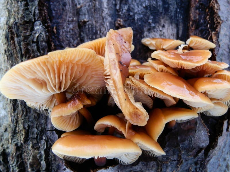 Forest Fungus on Tree in Winter Condition Stock Photo - Image of ...