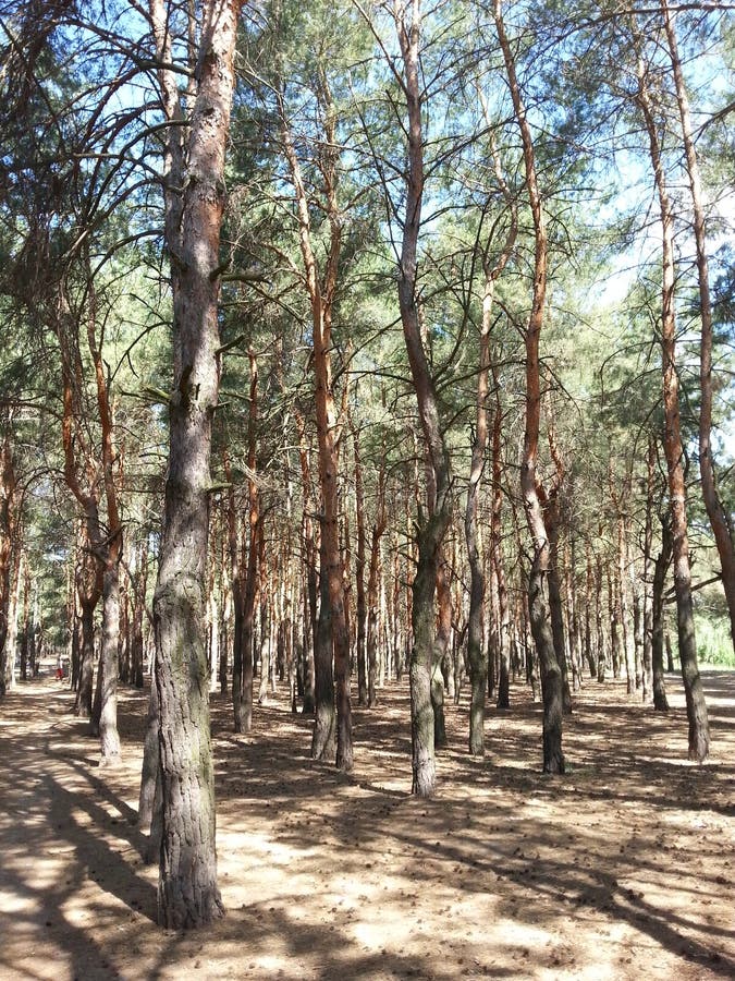 Forest stock image. Image of forest, coconiferous, tree - 41473139