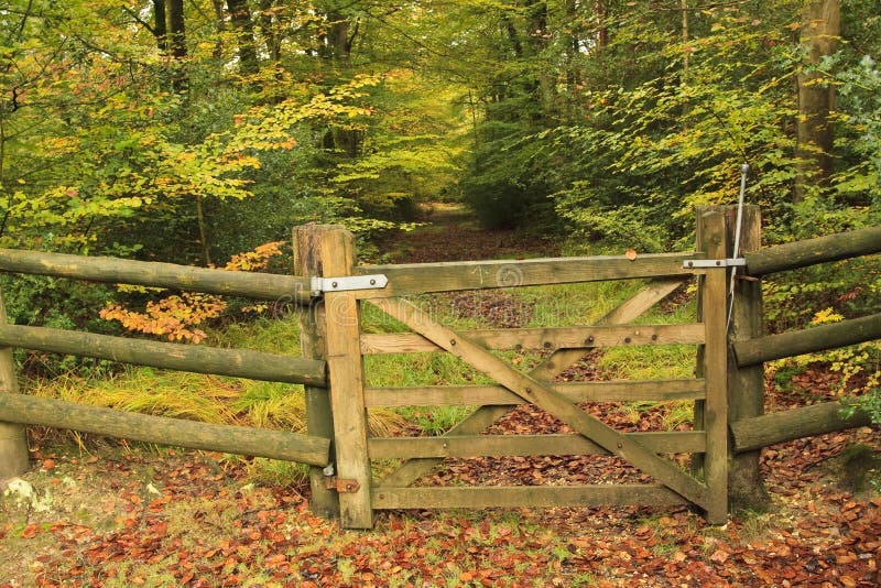 Forest Gate stock image. Image of natural, nature, green - 16905035
