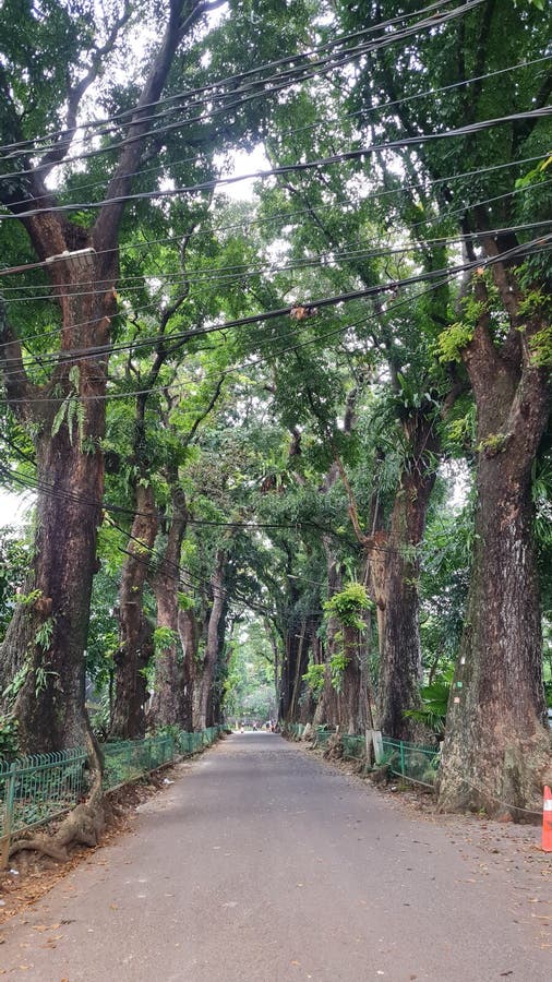 Forest gate stock photo. Image of gate, trees, forest - 266386098