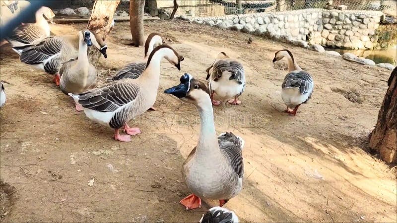 Forest Geese with Long Necks Walk Around the Zoo Stock Footage - Video ...