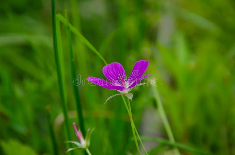 Forest Geranium Flower Grows in the Forest, in the Field Stock Photo ...