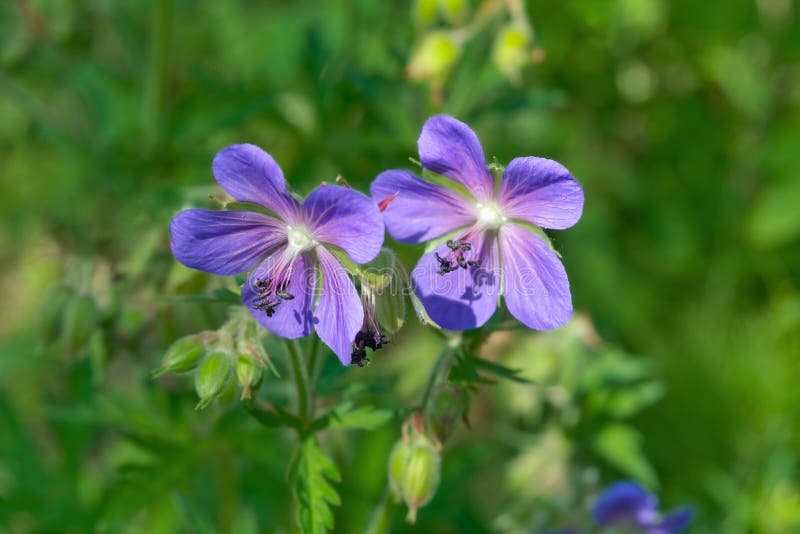 Forest Geranium Geranium Sylvaticum Flower Illuminated by the Suns on a ...