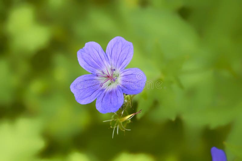 Forest Geranium Geranium Sylvaticum Flower Illuminated by the Suns on a ...